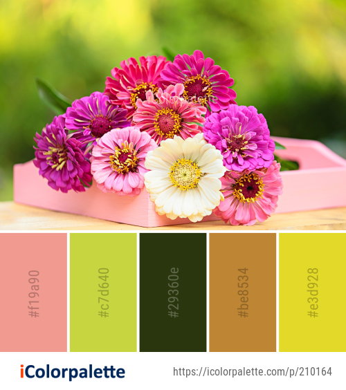 Color Palette Ideas from Flower Pink Flowering Plant Image | iColorpalette