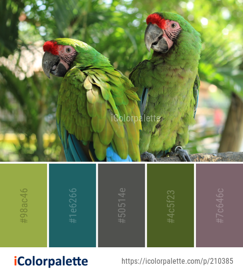 Color Palette Ideas from Bird Macaw Parrot Image | iColorPalette
