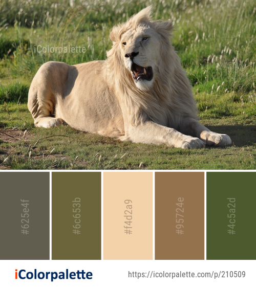 Color Palette Ideas from Wildlife Lion Fauna Image | iColorPalette