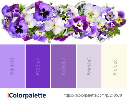 Color Palette Ideas from Flower Flowering Plant Violet Image ...