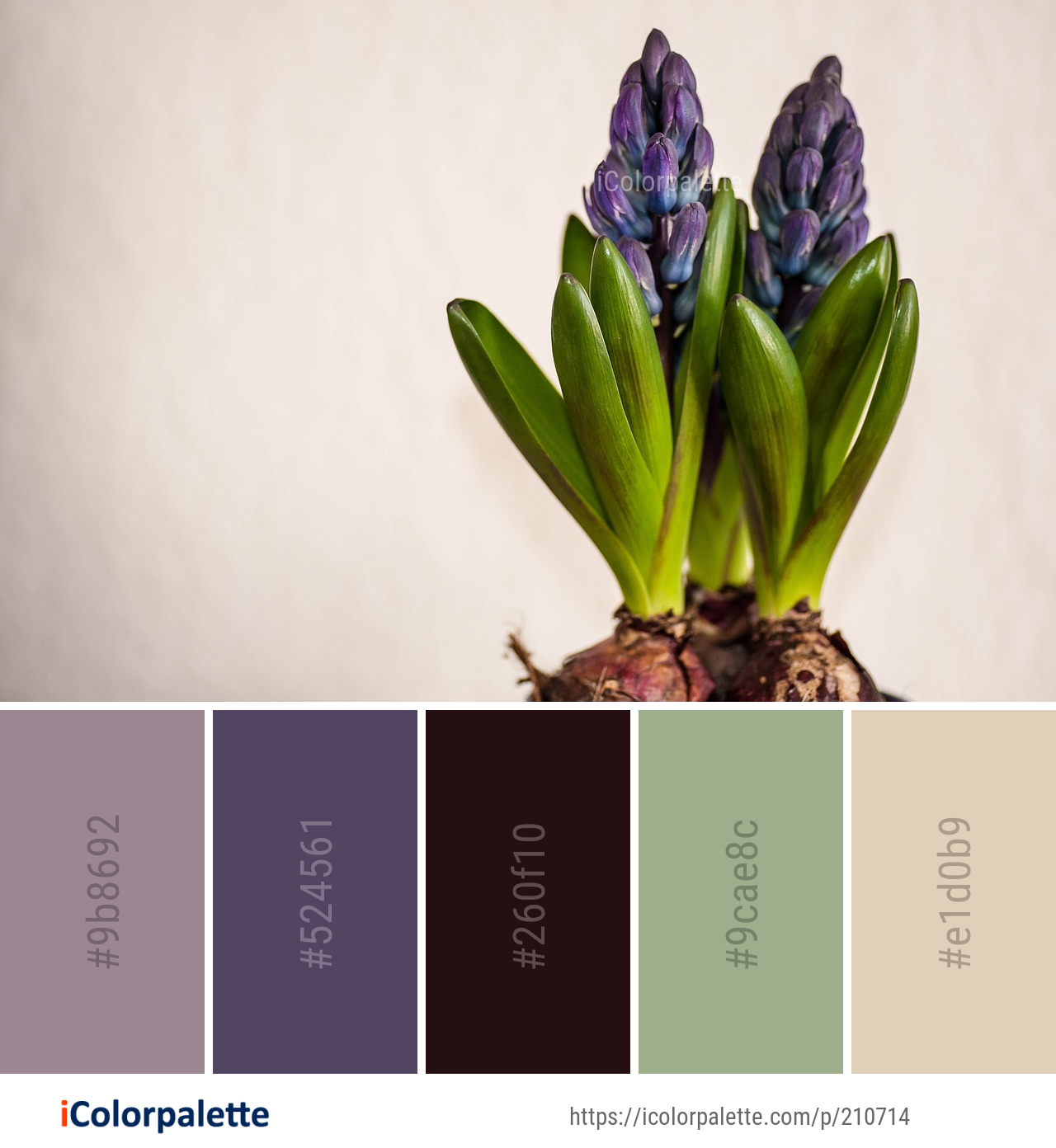 81+ Hyacinth Color Palette ideas in 2026 | iColorPalette