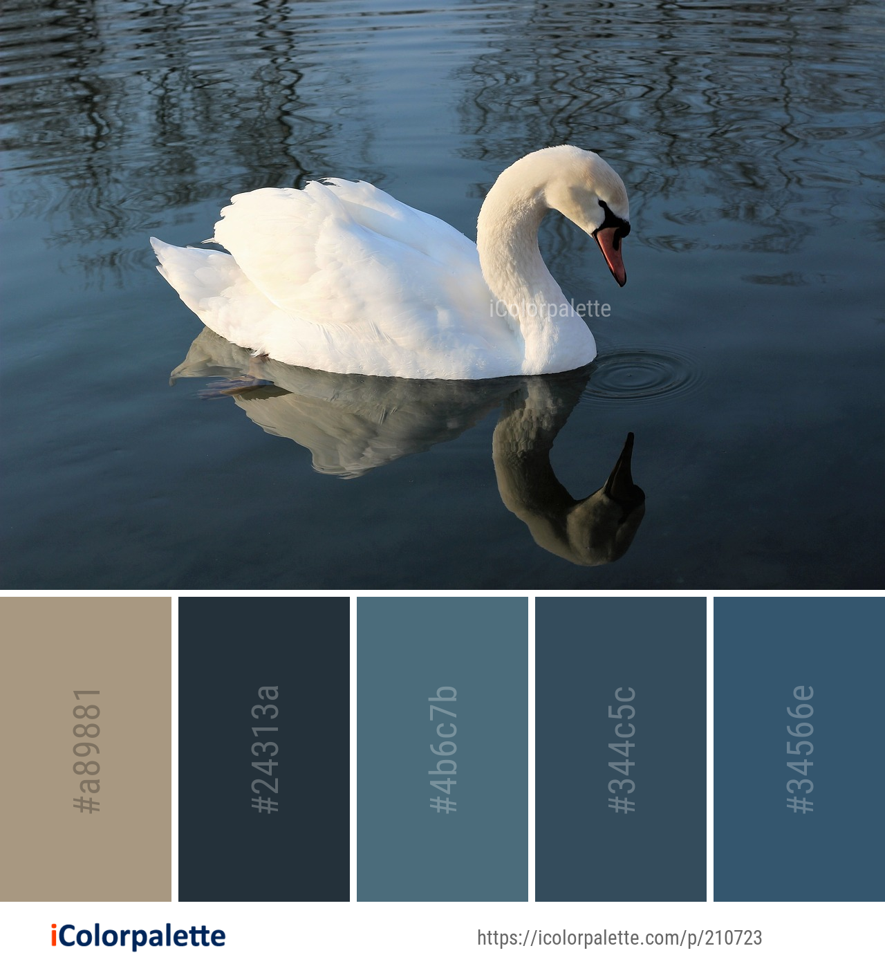 Color Palette Ideas from Swan Bird Reflection Image | iColorpalette