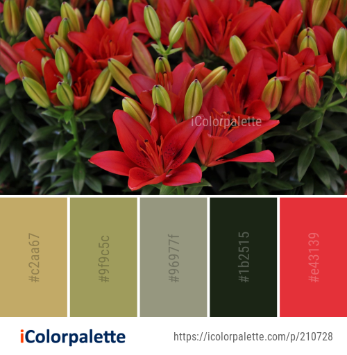 Color Palette Ideas from Flower Plant Lily Image | iColorpalette