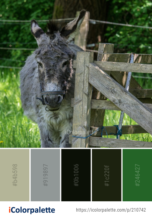 Color Palette Ideas from Fauna Donkey Wildlife Image | iColorPalette