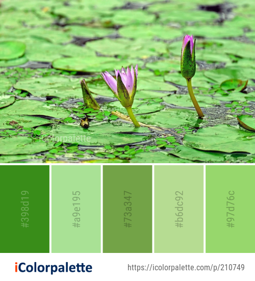 Color Palette Ideas from Plant Water Flora Image | iColorpalette