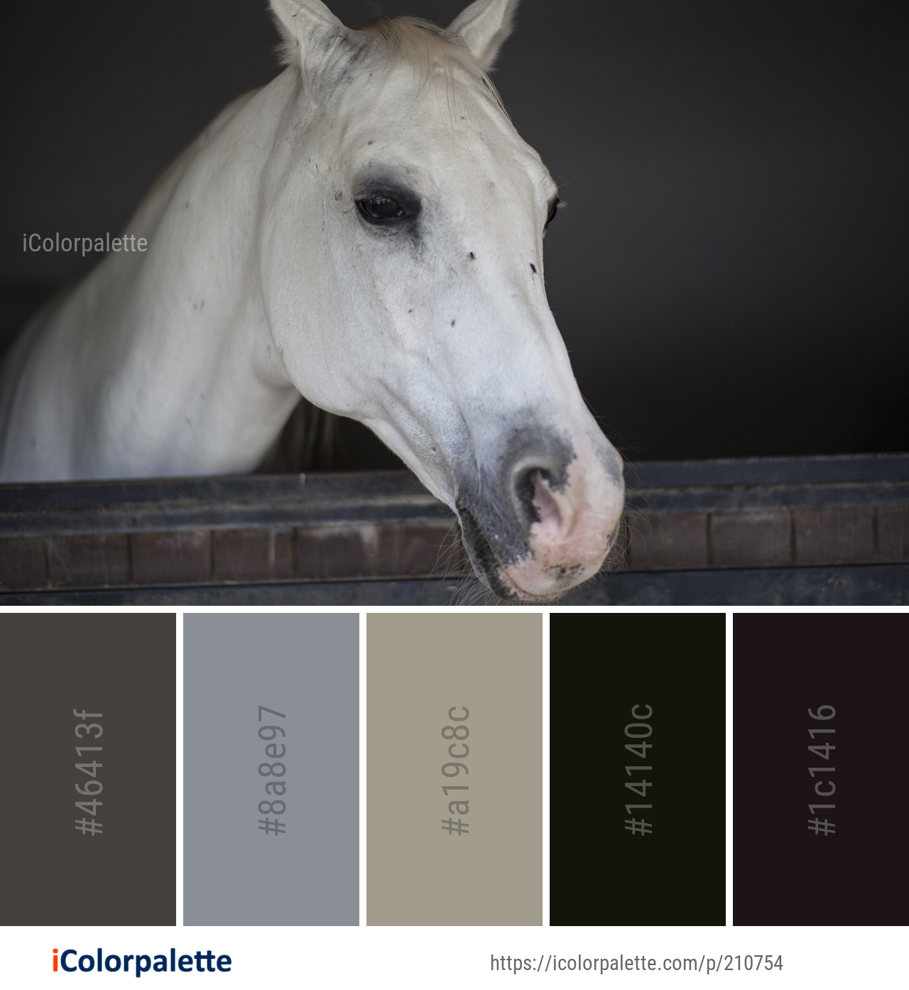 Color Palette Ideas from Horse White Fauna Image | iColorpalette