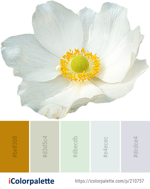 Color Palette Ideas from Flower Flowering Plant Petal Image | iColorpalette