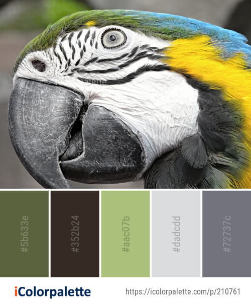 Color Palette Ideas from Bird Beak Macaw Image | iColorpalette