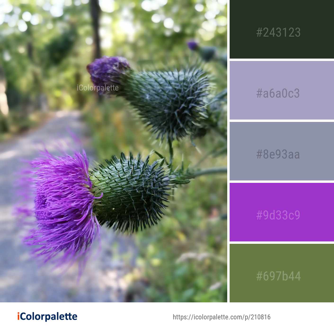 Color Palette Ideas from Plant Flora Thistle Image | iColorpalette