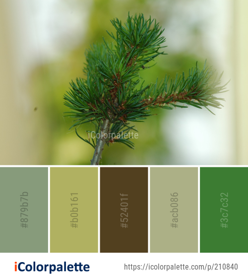 Color Palette Ideas from Vegetation Pine Family Tree Image | iColorPalette