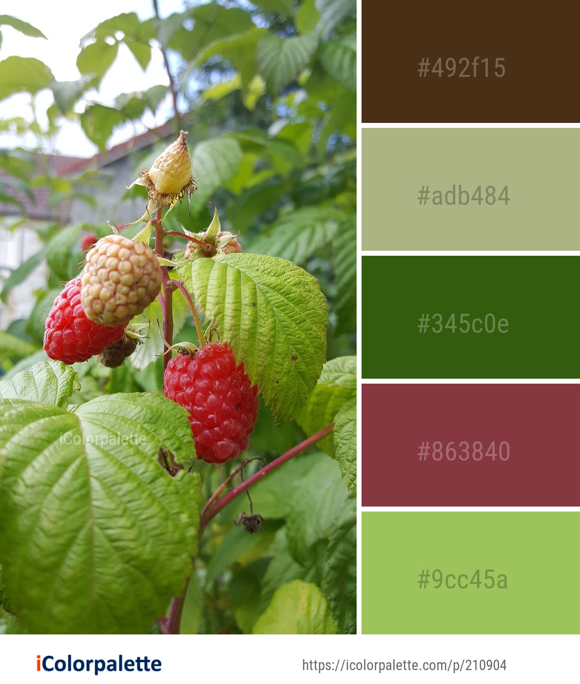 Raspberry Color Palette Color Inspiration: Summer Berry Picking