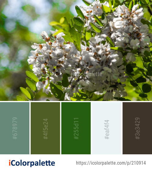 Color Palette Ideas from Spring Blossom Tree Image | iColorpalette