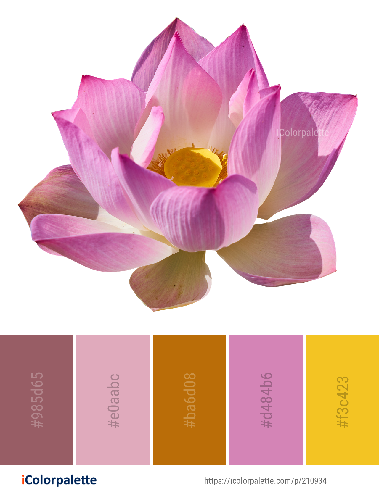 Color Palette Ideas from Flower Lotus Flowering Plant Image | iColorpalette