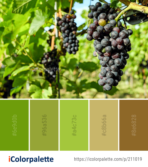 57+ Grape Color Palette ideas in 2025 | iColorPalette