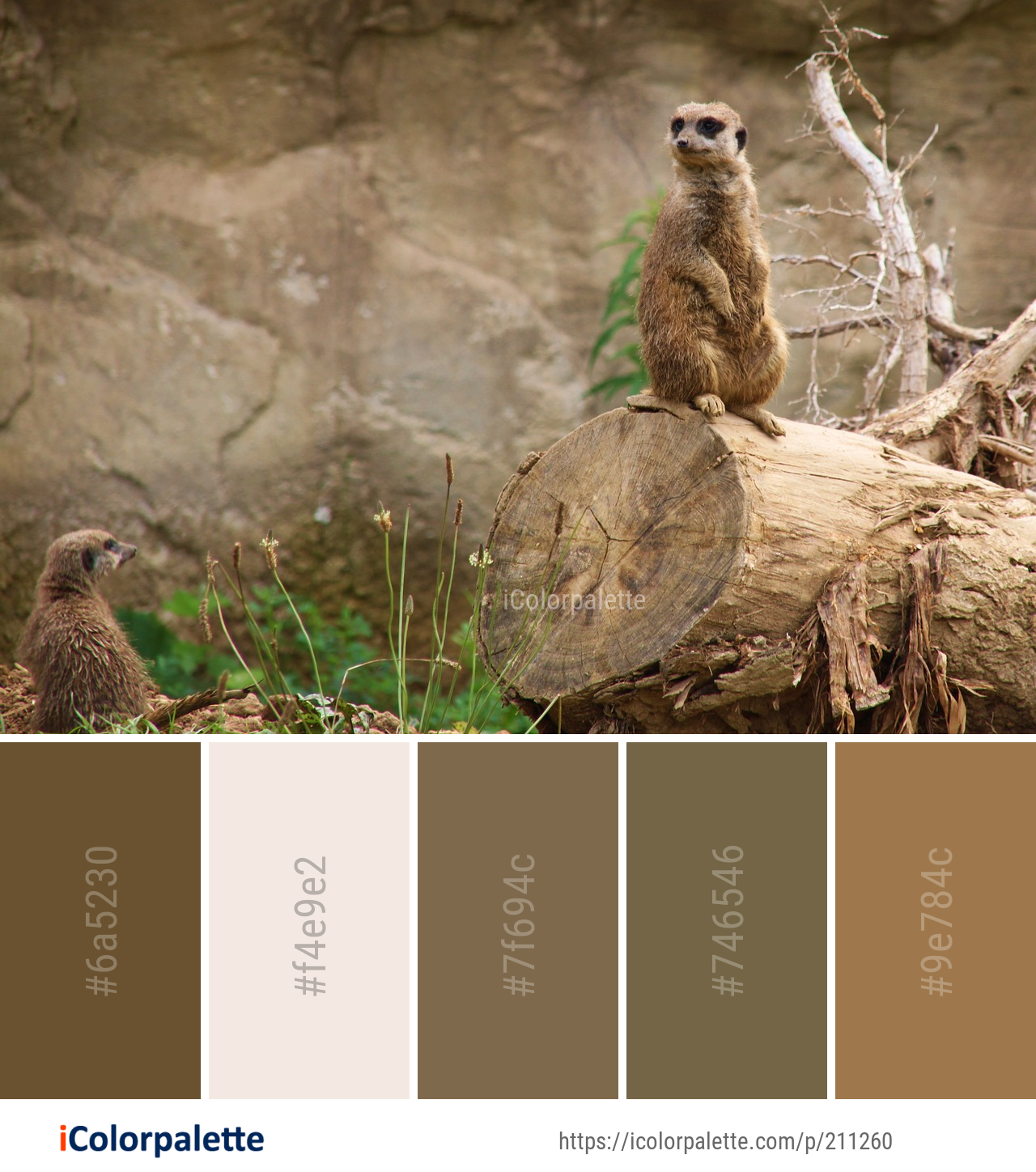 Color Palette Ideas from Meerkat Fauna Mammal Image | iColorpalette