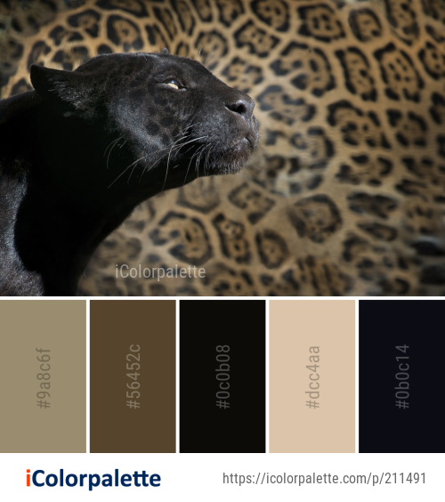 Color Palette Ideas from Black Wildlife Fauna Image | iColorpalette