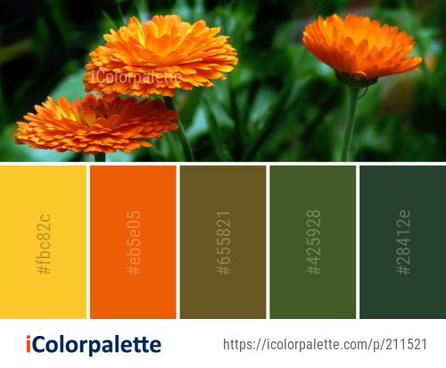 Color Palette Ideas from Flower Orange Wildflower Image | iColorpalette