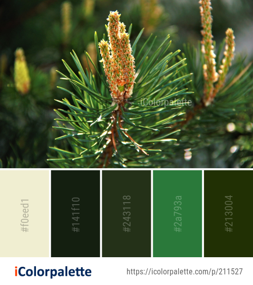 Color Palette Ideas from Pine Family Tree Conifer Image | iColorpalette
