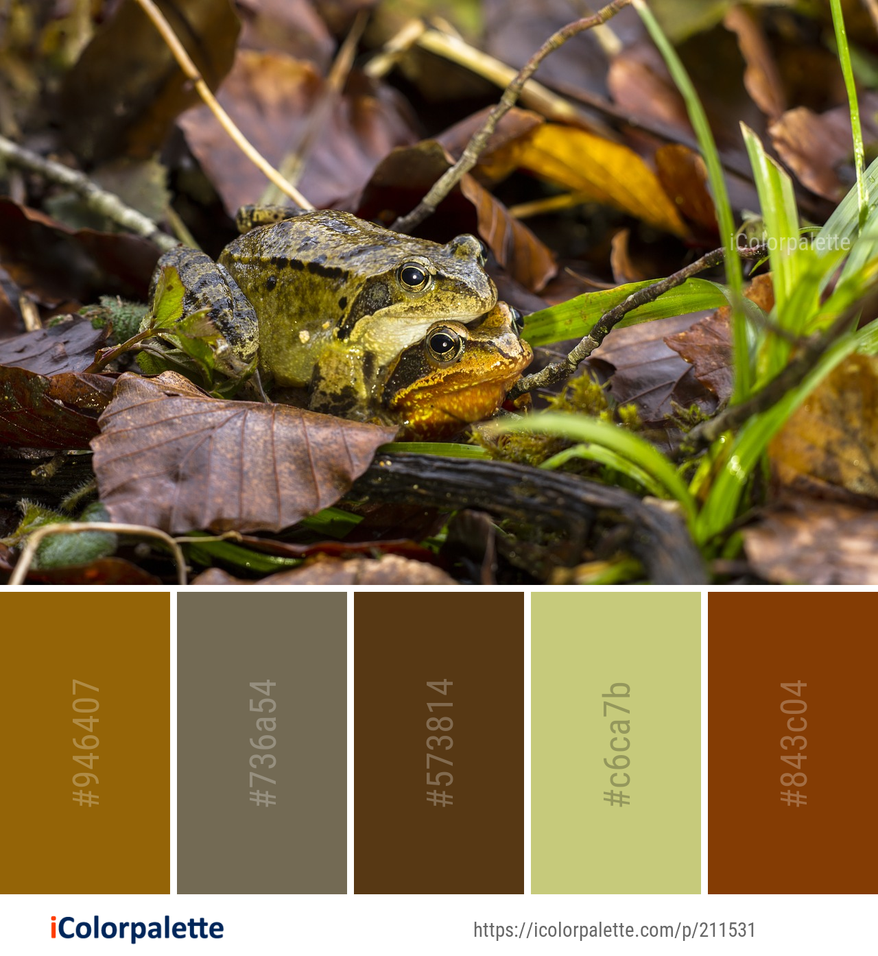 Color Palette Ideas from Ranidae Toad Amphibian Image | iColorpalette