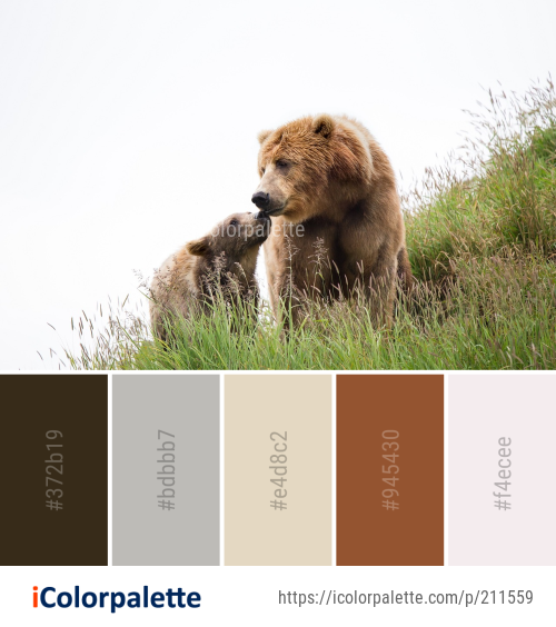 Color Palette Ideas from Brown Bear Grizzly Wildlife Image | iColorpalette