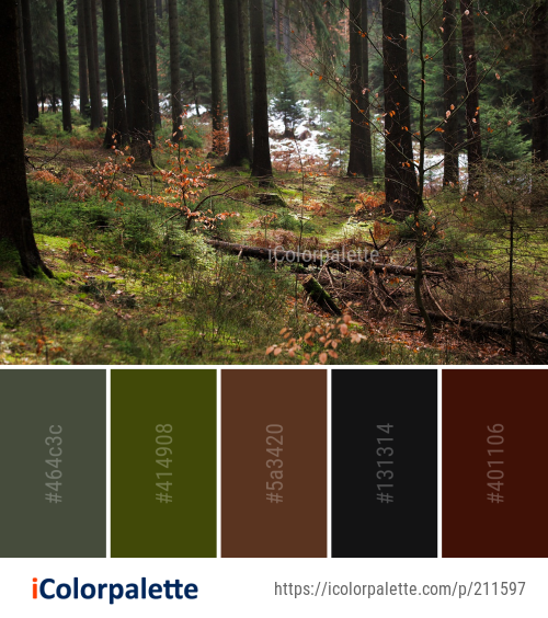 Color Palette Ideas from Forest Woodland Ecosystem Image | iColorpalette