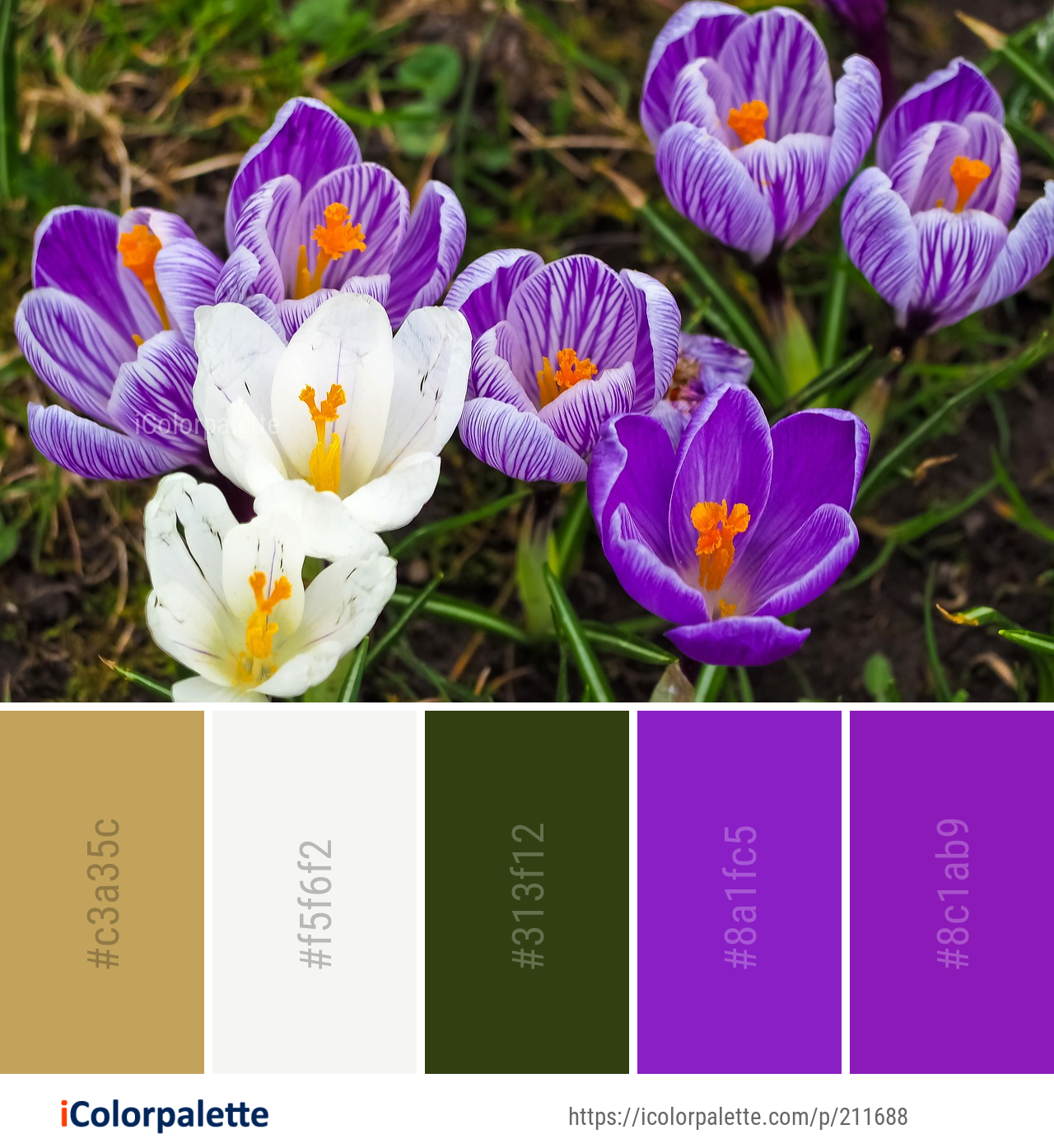 Color Palette Ideas from Flower Plant Crocus Image | iColorpalette