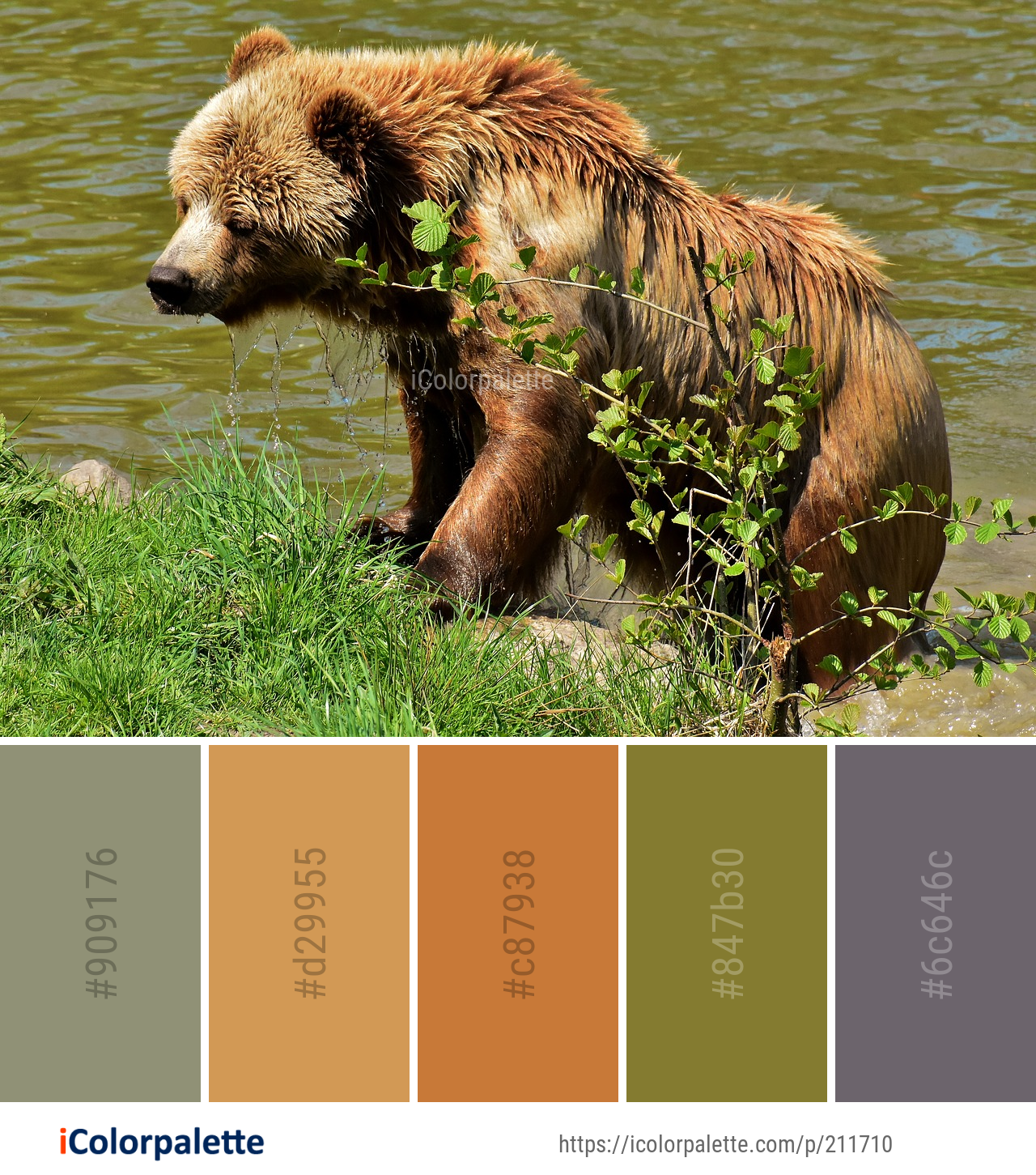 Color Palette Ideas from Brown Bear Mammal Grizzly Image | iColorpalette