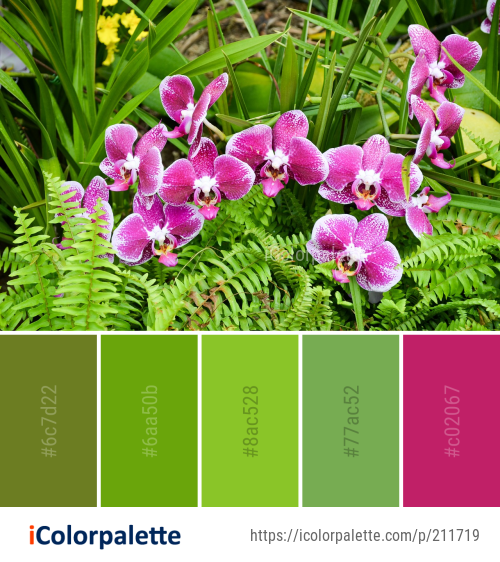 18 Dendrobium Color Palette ideas in 2025 | iColorpalette