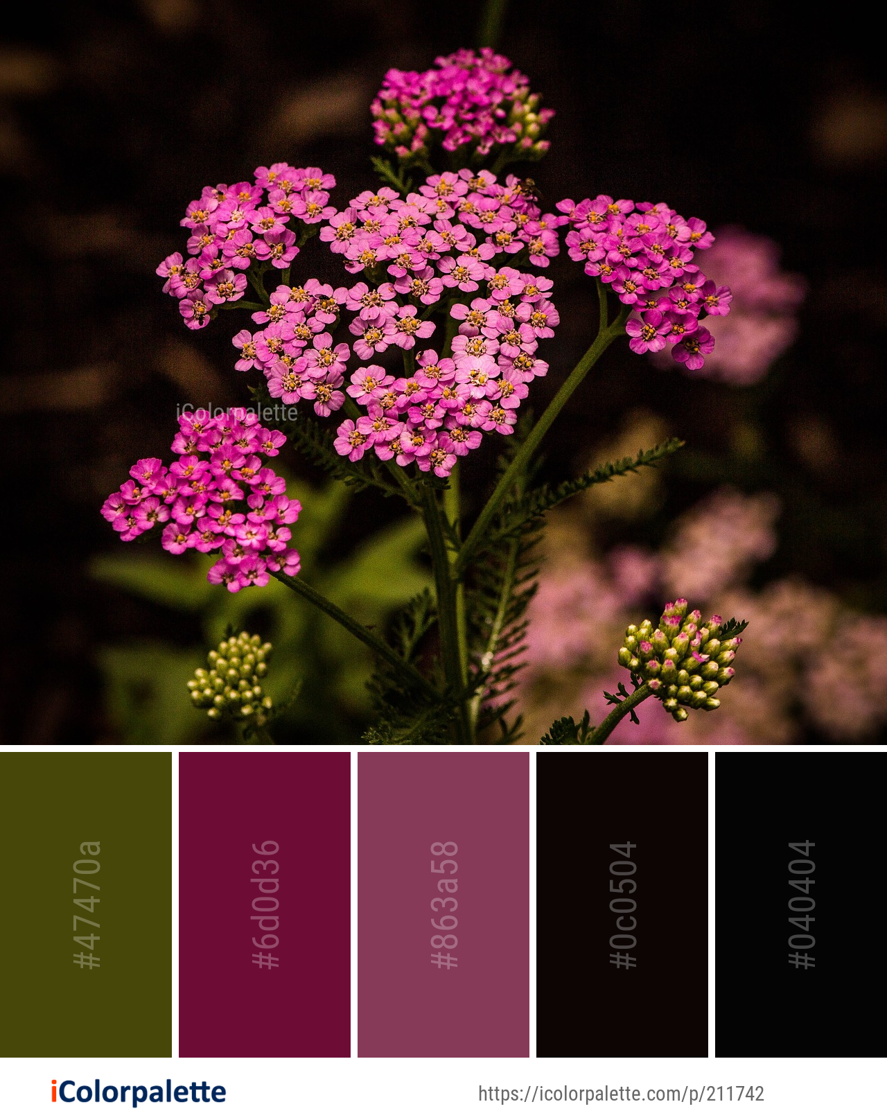 Color Palette Ideas from Flower Plant Flowering Image | iColorpalette