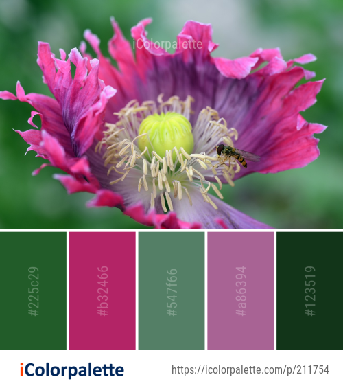 Color Palette Ideas from Flower Pink Wildflower Image | iColorpalette