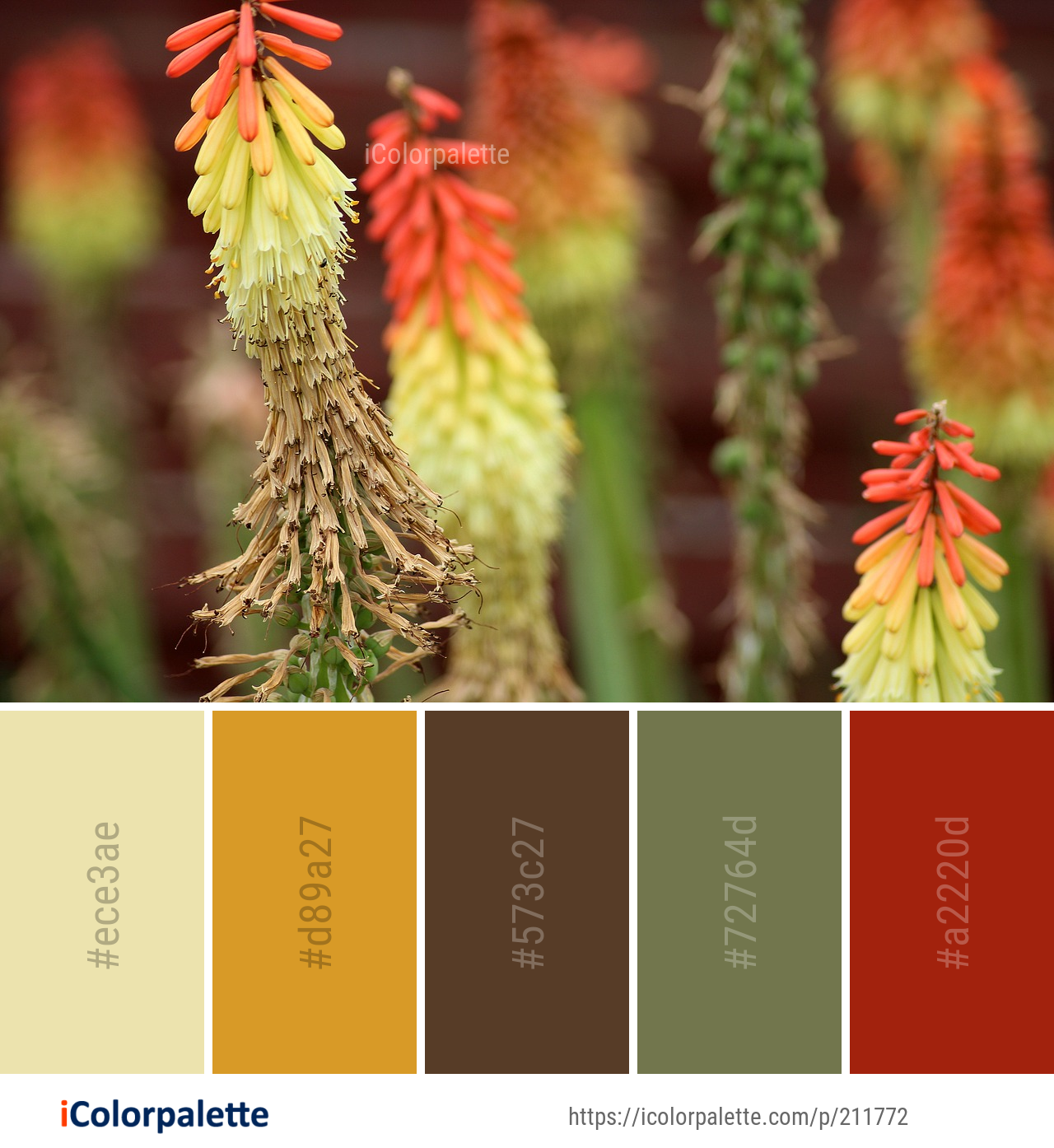 17 Torch Lily Color Palette ideas in 2025 | iColorpalette