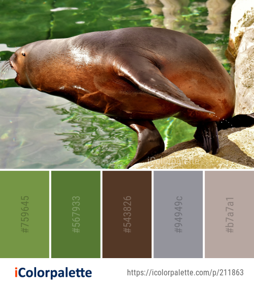 Color Palette Ideas from Seals Fauna Terrestrial Animal Image ...