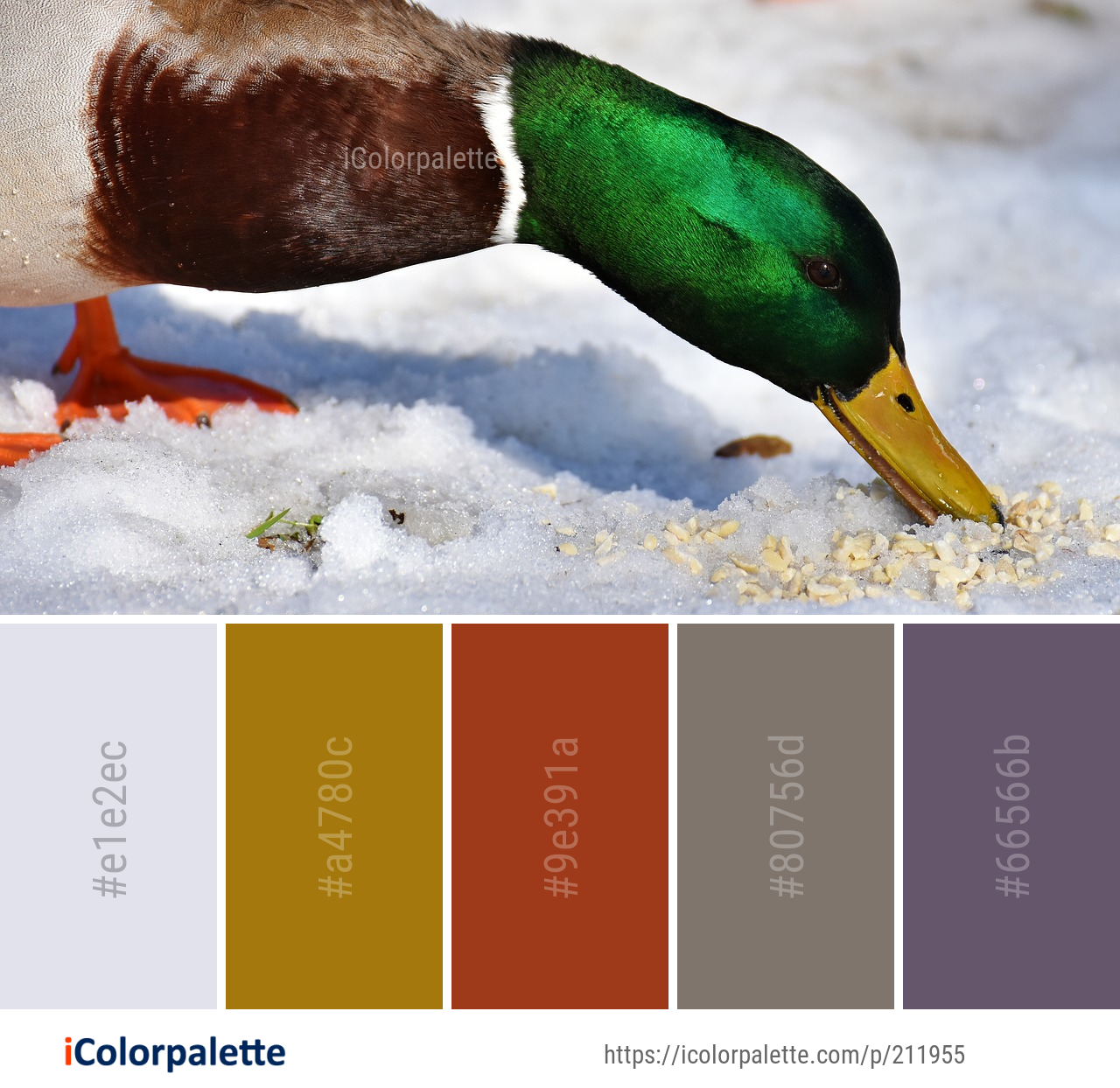 Color Palette Ideas from Duck Bird Mallard Image | iColorpalette
