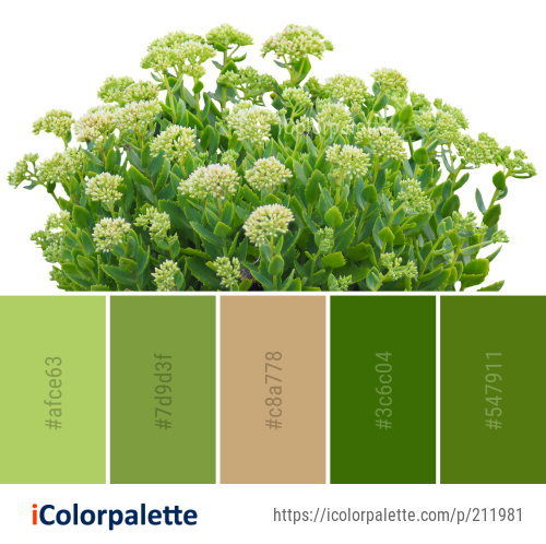 Color Palette Ideas from Plant Flower Parsley Family Image | iColorpalette