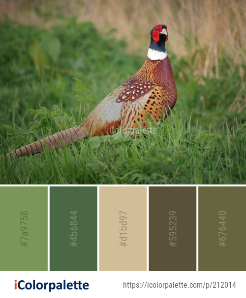 Color Palette Ideas from Bird Pheasant Galliformes Image | iColorpalette