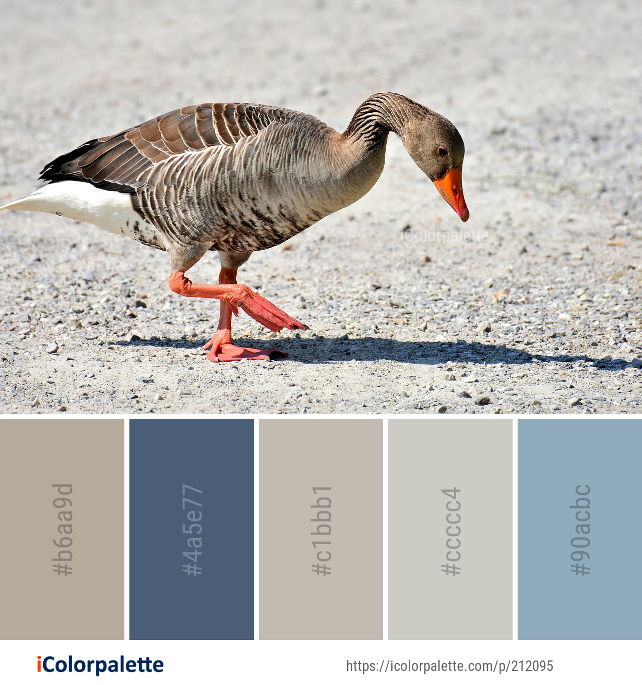 Color Palette Ideas from Bird Water Ducks Geese And Swans Image ...