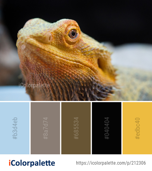 Color Palette Ideas from Reptile Fauna Close Up Image | iColorpalette