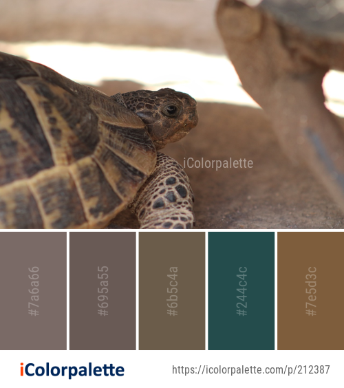 Color Palette Ideas from Turtle Tortoise Reptile Image | iColorpalette