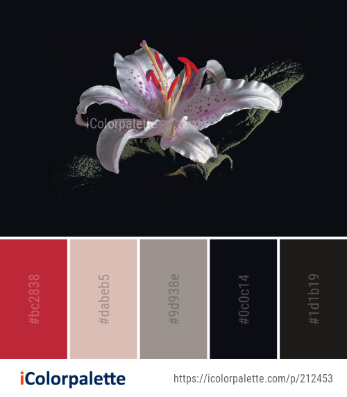 Color Palette Ideas from Flower Lily White Image | iColorpalette