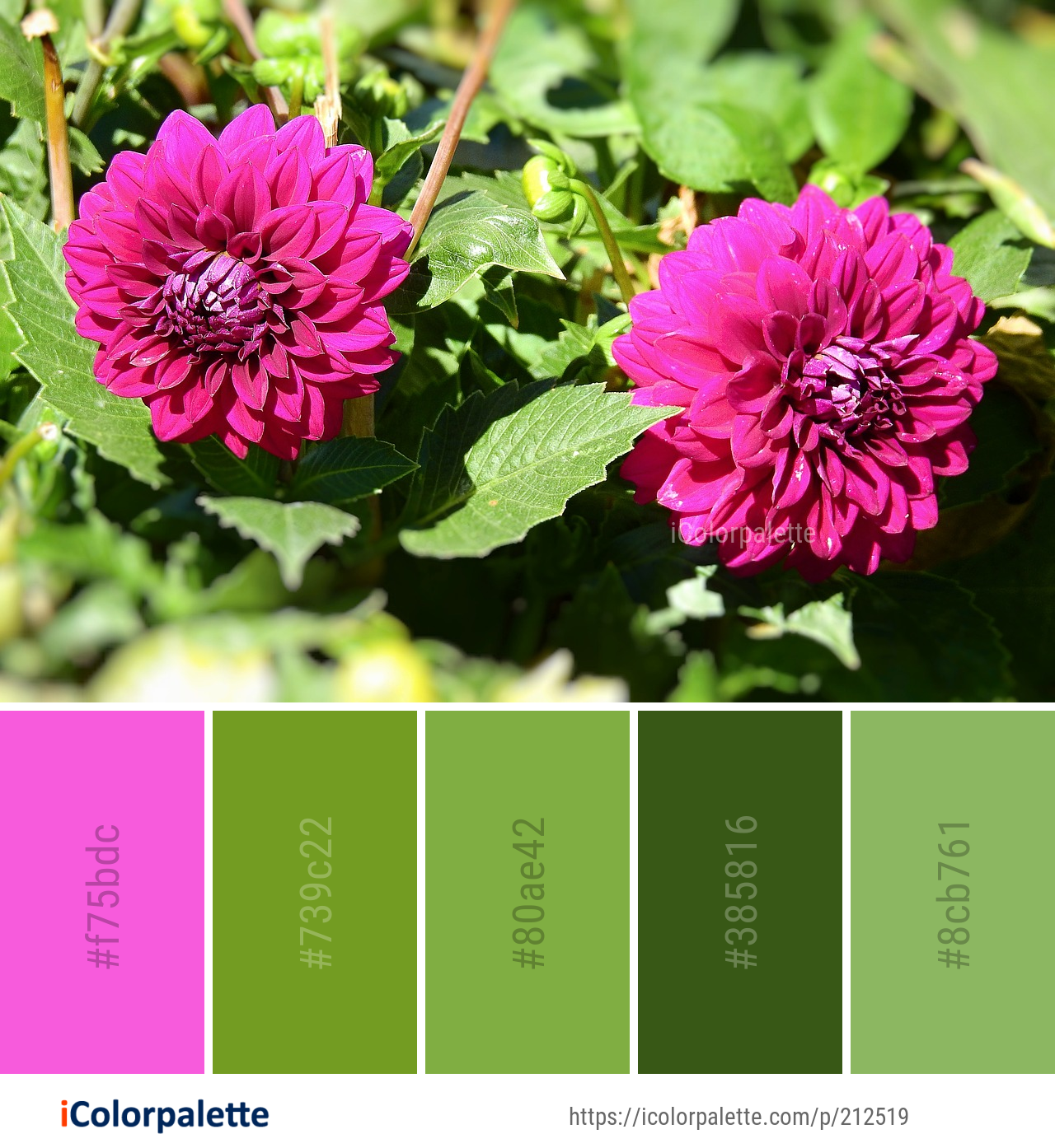 Color Palette Ideas from Flower Plant Flora Image | iColorpalette