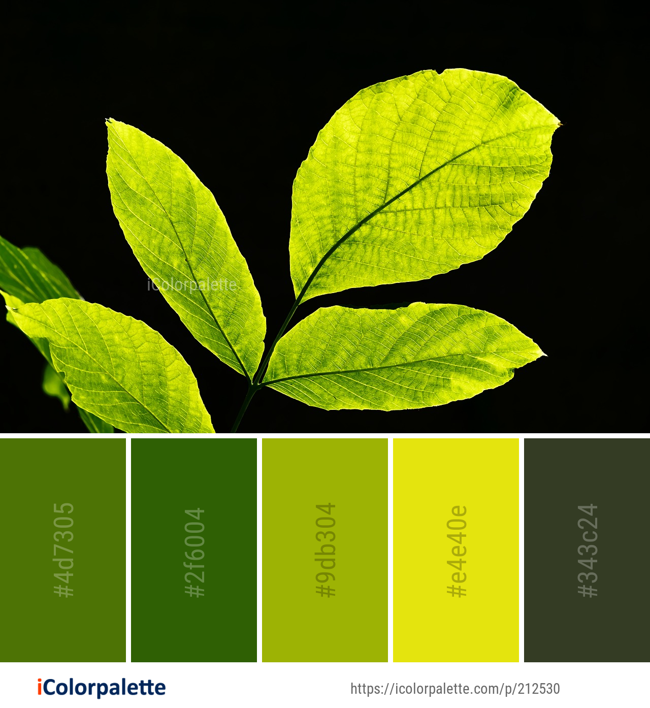 Color Palette Ideas from Leaf Green Plant Image | iColorpalette
