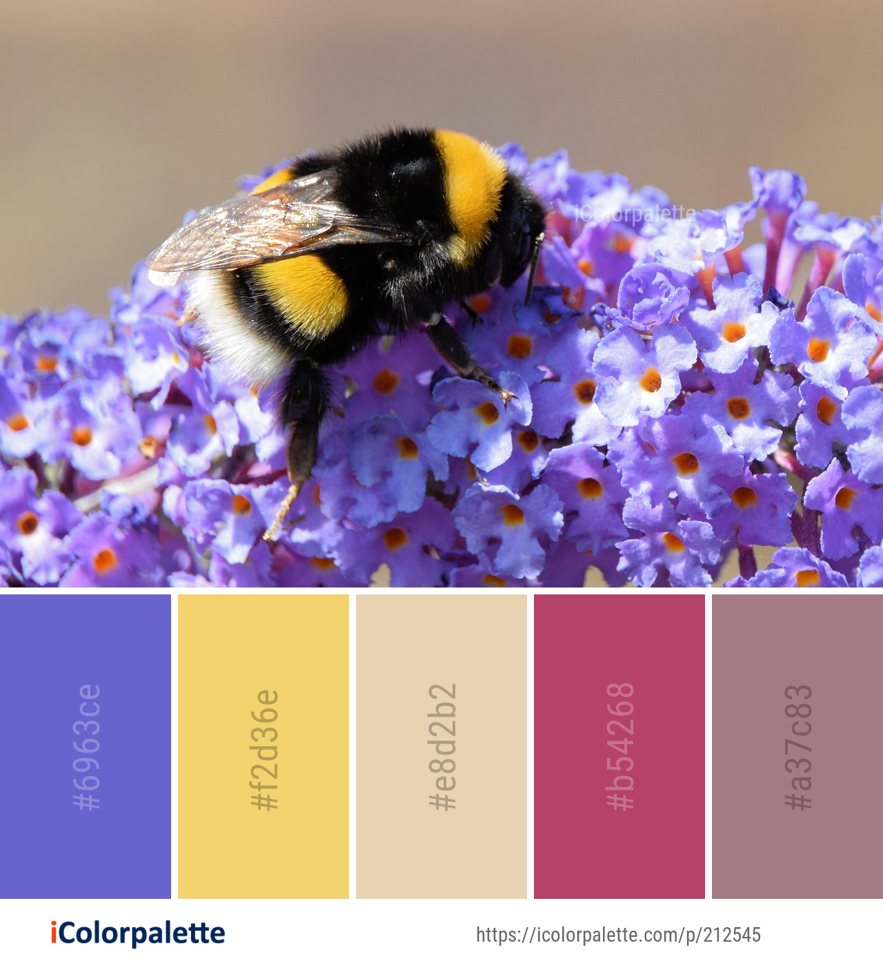 Color Palette Ideas from Bee Bumblebee Honey Image | iColorpalette