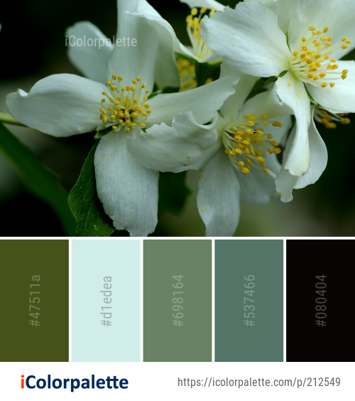 Color Palette Ideas from Flower White Flora Image | iColorpalette