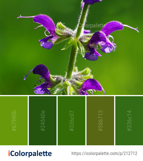 39 Nepeta Color Palette ideas in 2025 | iColorpalette