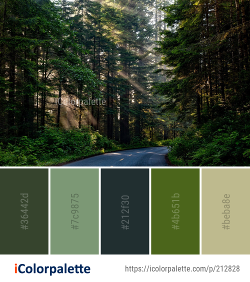 Color Palette Ideas from Nature Road Forest Image | iColorpalette
