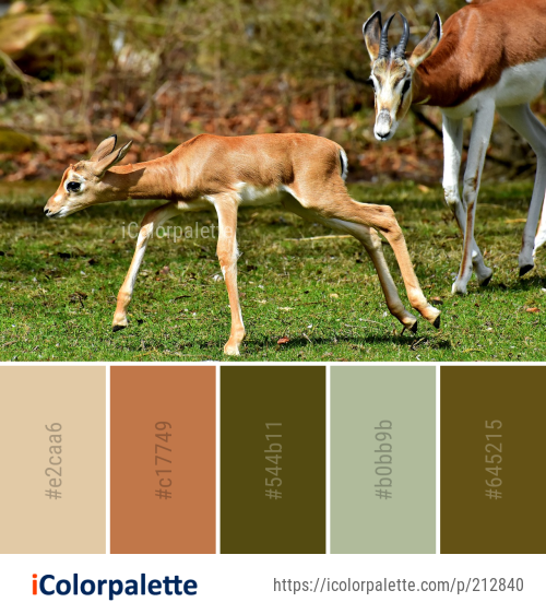 Color Palette Ideas from Wildlife Fauna Antelope Image | iColorpalette