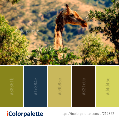 Color Palette Ideas from Giraffe Wildlife Giraffidae Image | iColorpalette
