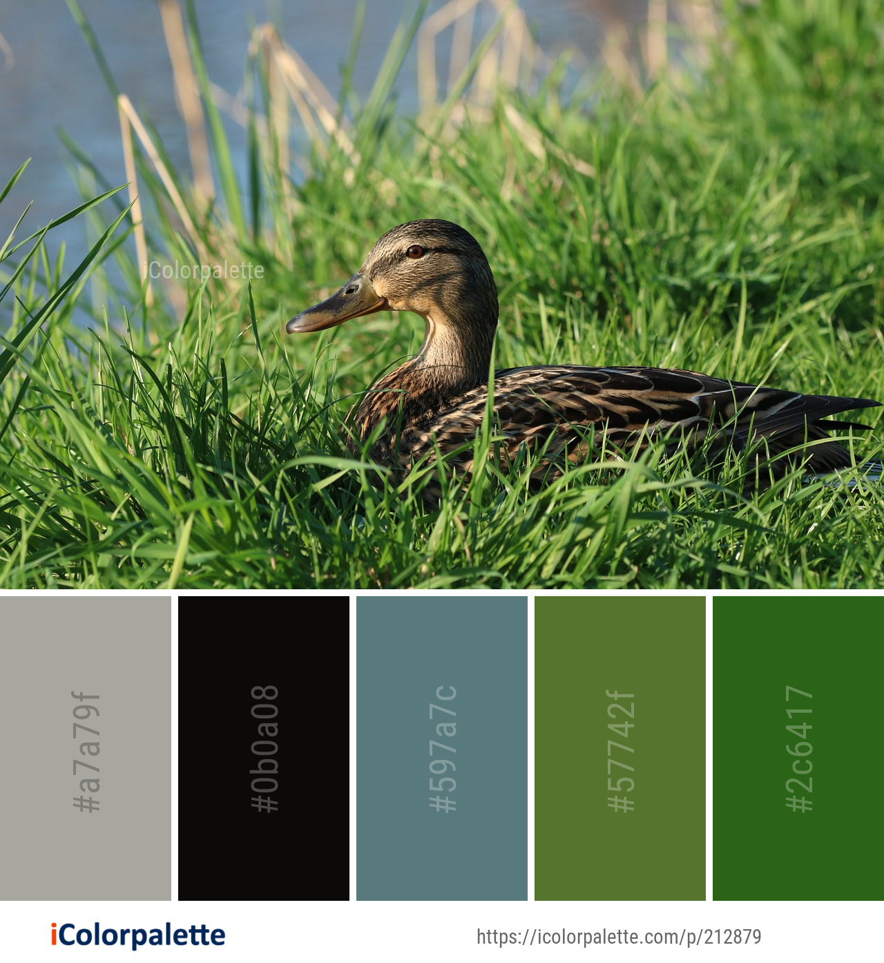 Color Palette Ideas from Bird Duck Ecosystem Image | iColorpalette