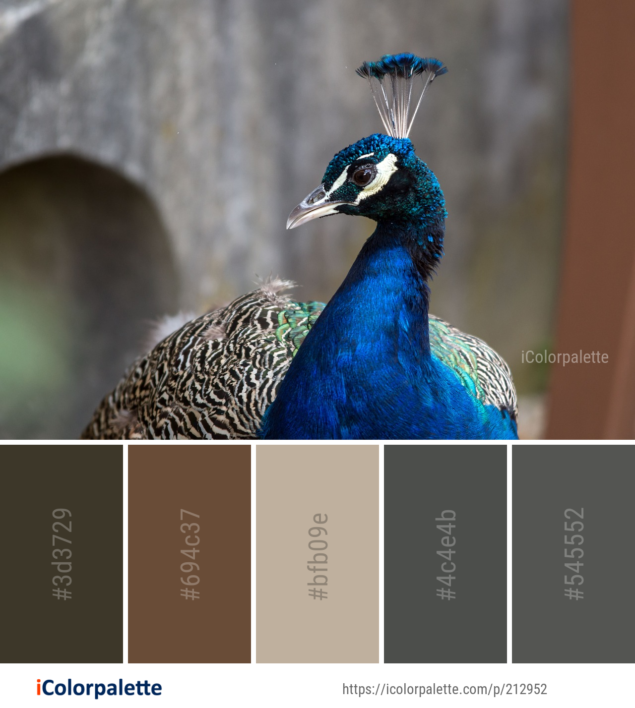 Color Palette Ideas from Peafowl Bird Beak Image | iColorpalette