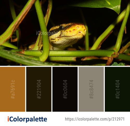 17 Snake Color Palette ideas in 2025 | iColorpalette